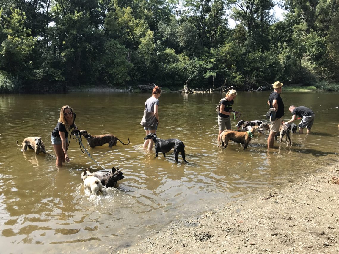 Ausflug mit Hund zu den Wölfen im Wildpark Ernstbrunn, NÖ | Hundereise