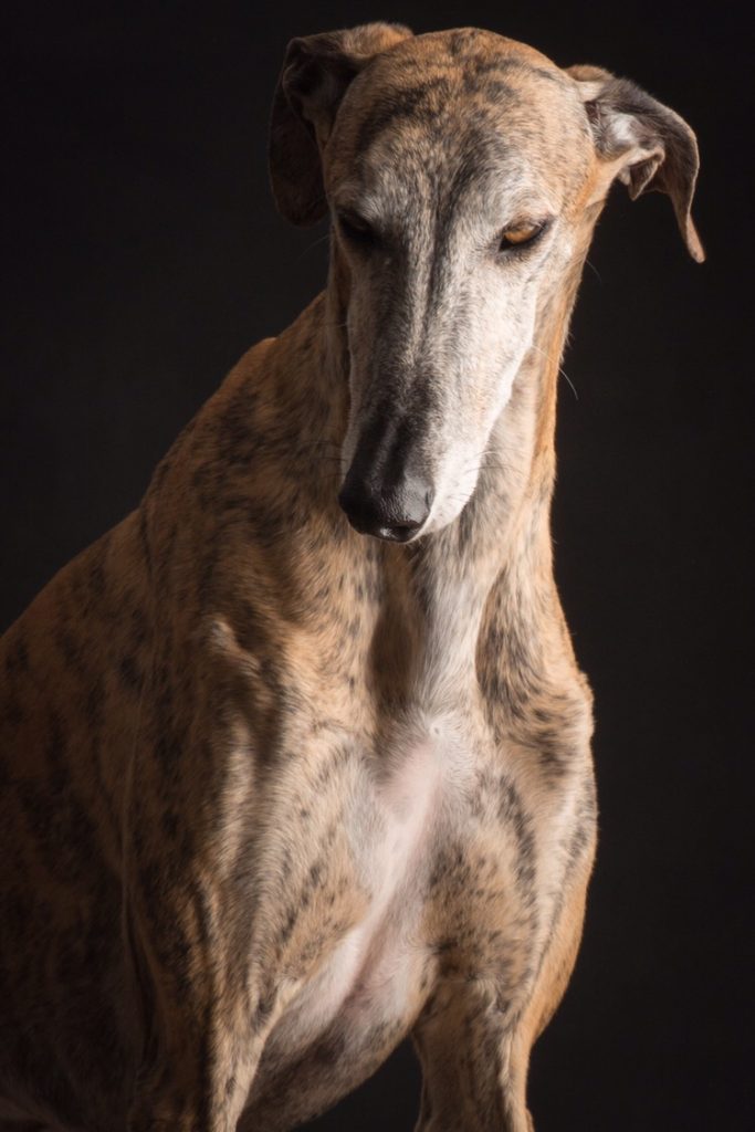 Ein Galgo aus Spanien zieht bei mir ein! | Hundereise