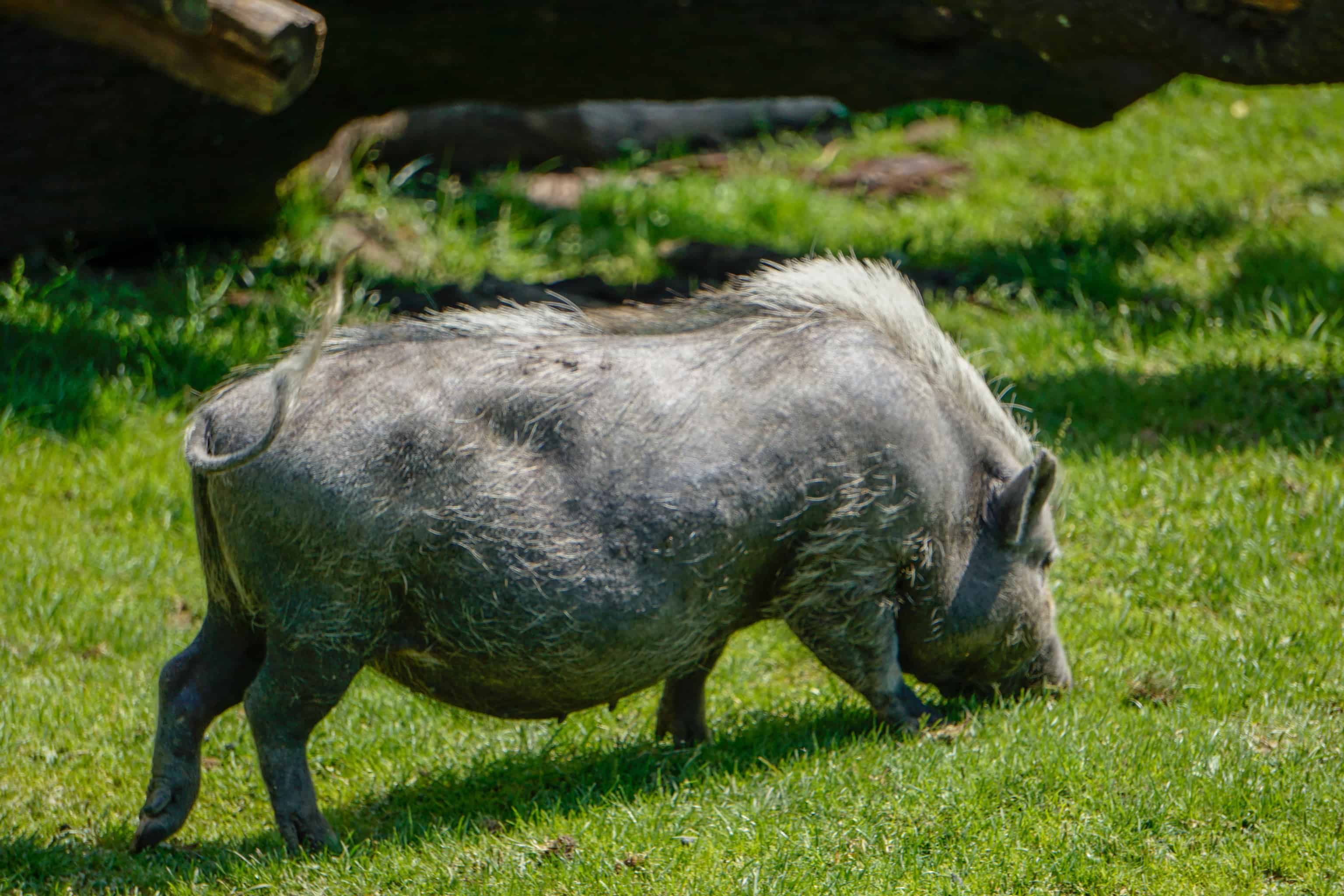Ausflug mit Hund in den Tierpark Herberstein, Steiermark | Hundereise